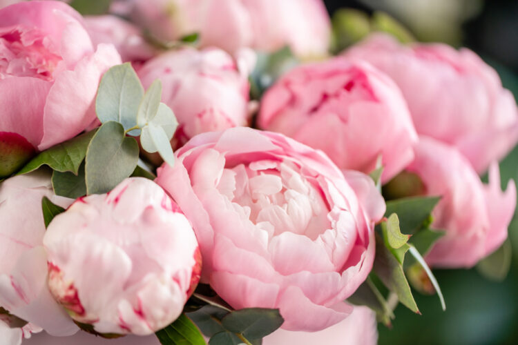 Did you know you can grow peonies in Texas?